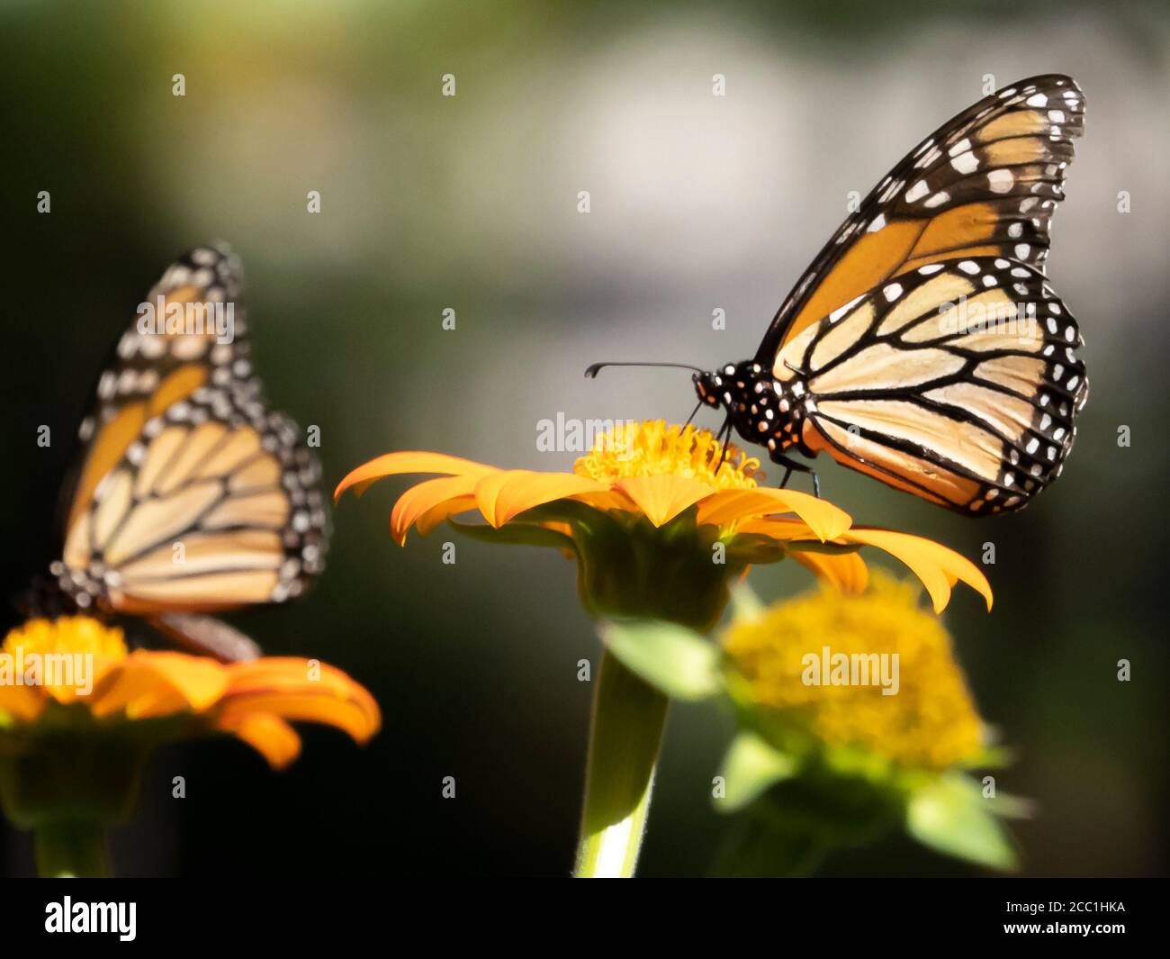 Monarch butterfly close hi-res stock photography and images - Alamy