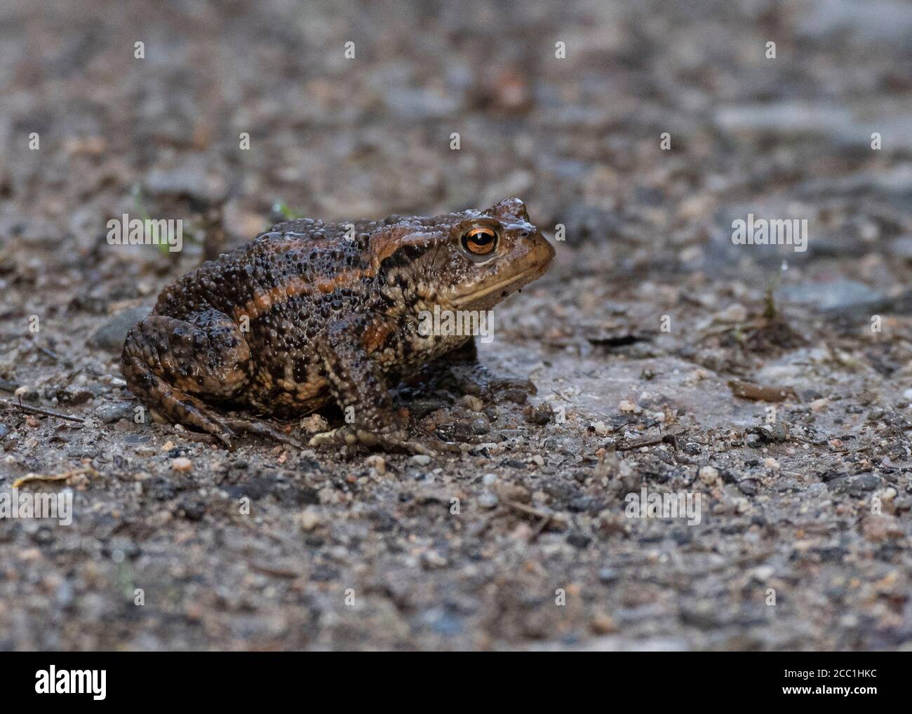 Scottish toads hi-res stock photography and images - Alamy