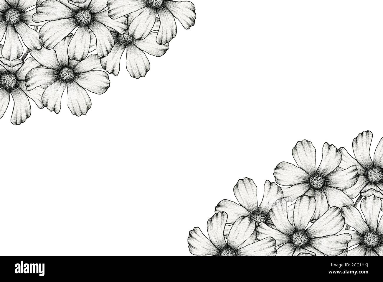 monochrome cosmos flowers frame decoration, hand drawn cosmos floral ...