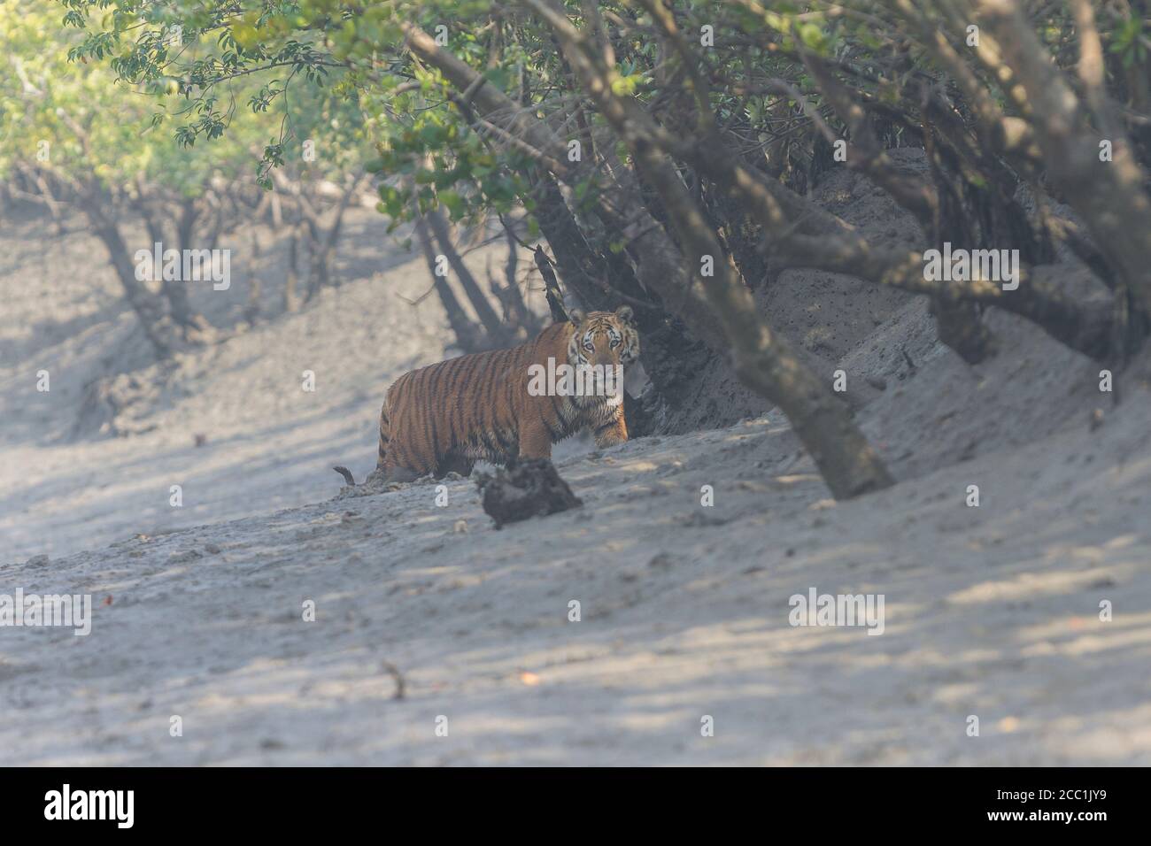 Tiger moving hi-res stock photography and images - Alamy