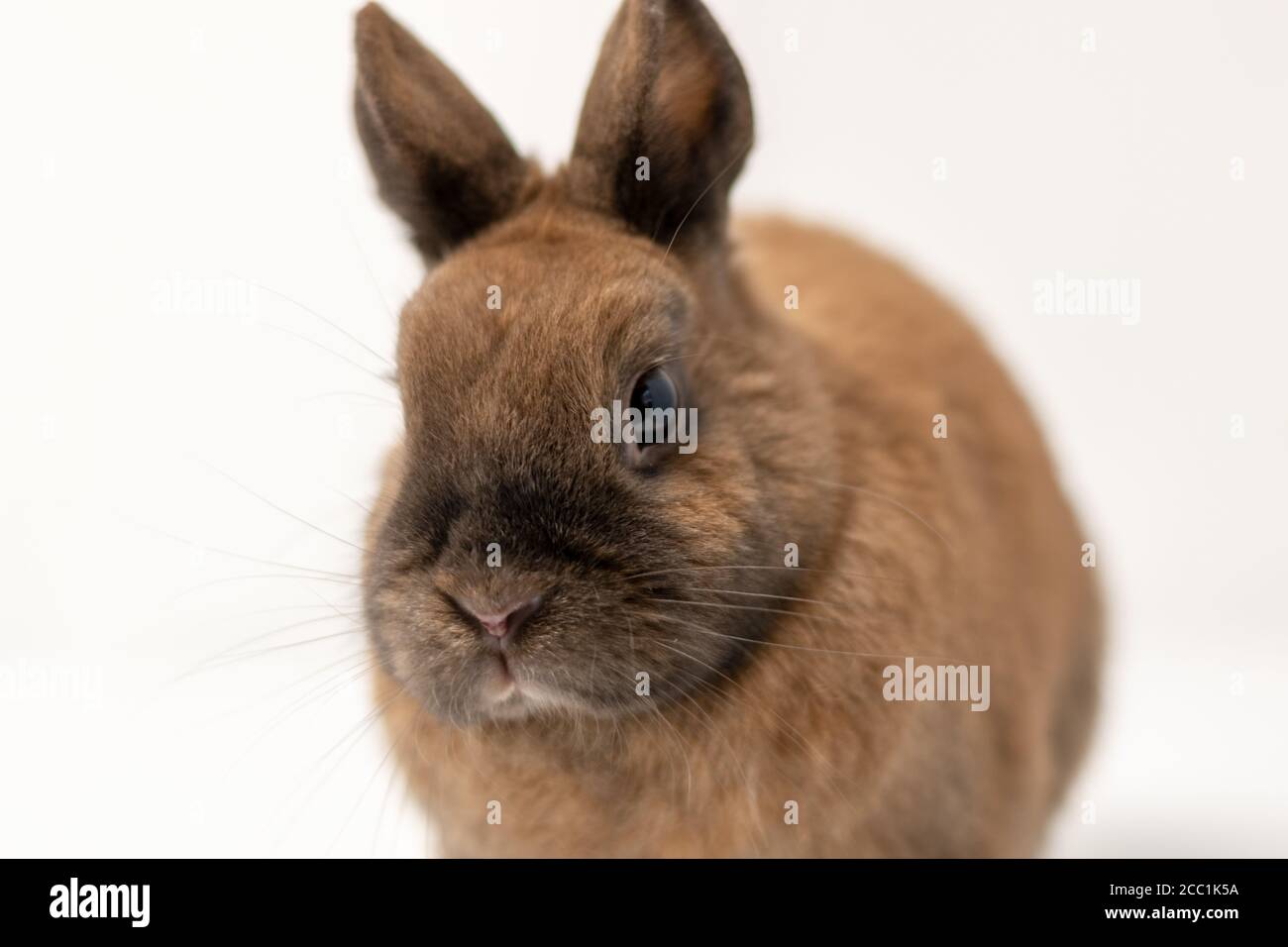Closeup of a brown fluffy bunny on a white background Stock Photo - Alamy