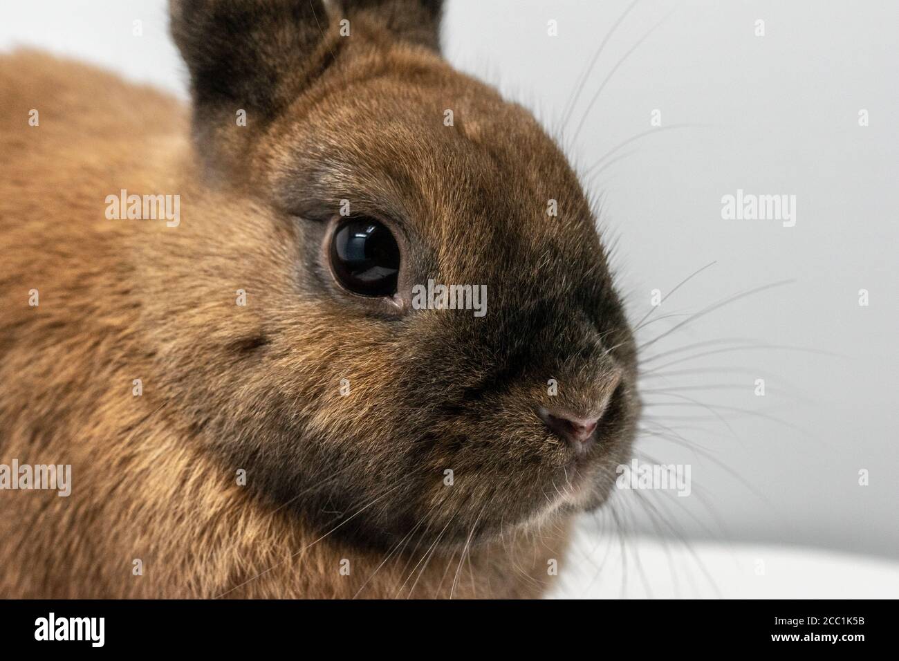 Closeup shot of a brown dwarf rabbit Stock Photo - Alamy