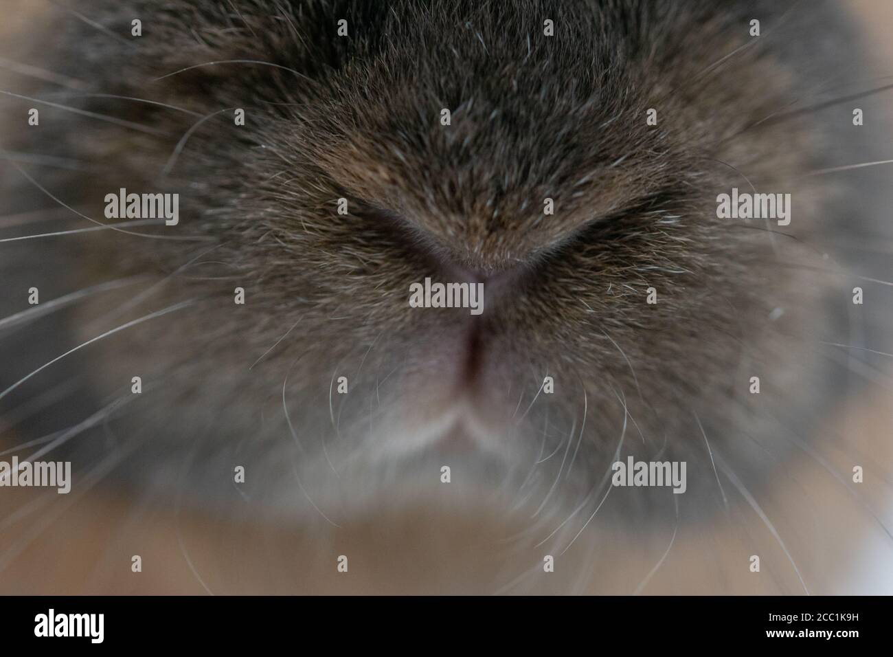Closeup of the mouth and nose of a brown bunny Stock Photo - Alamy