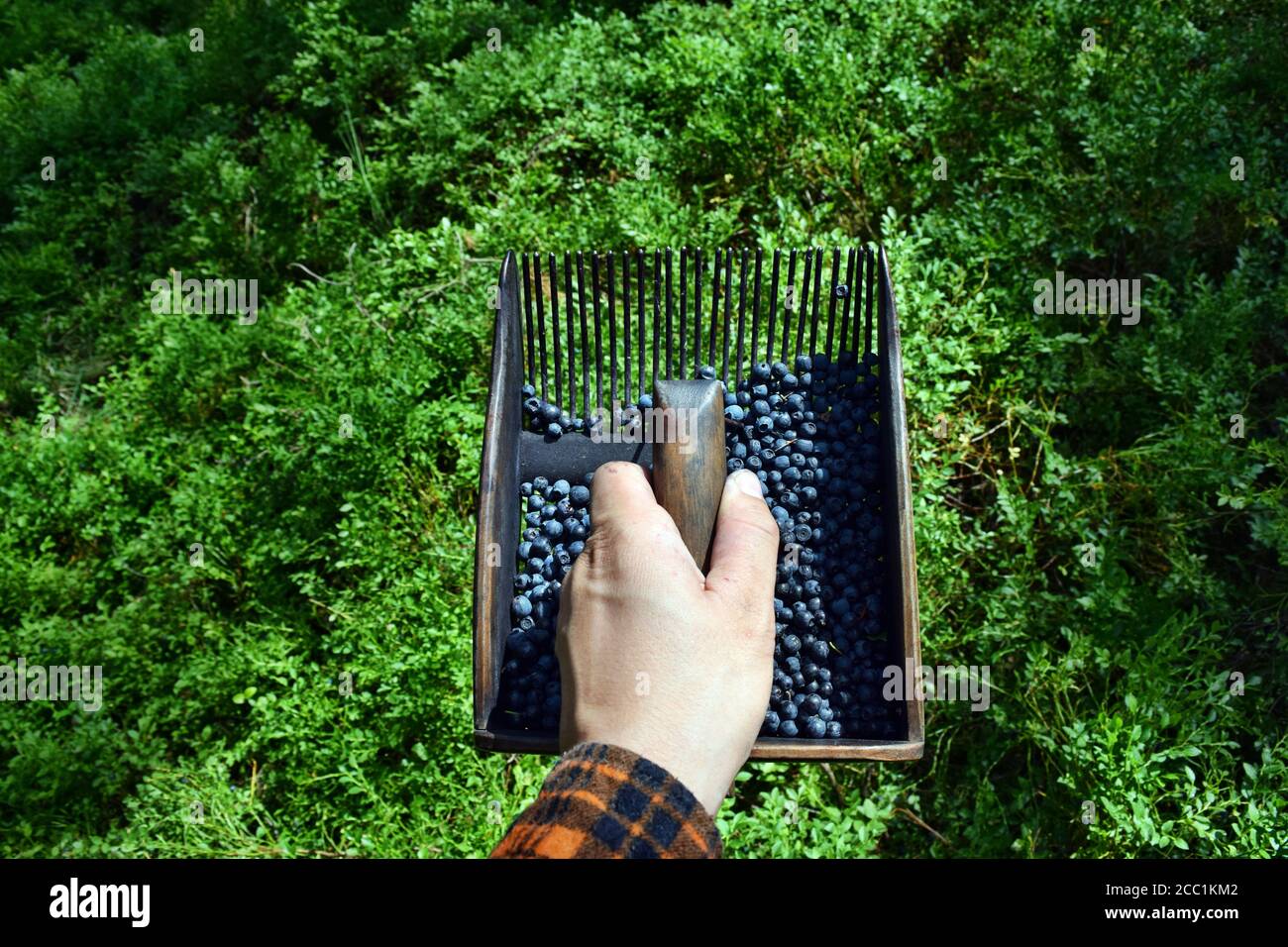 Man is picking blueberries with a special comb in the forest Stock ...