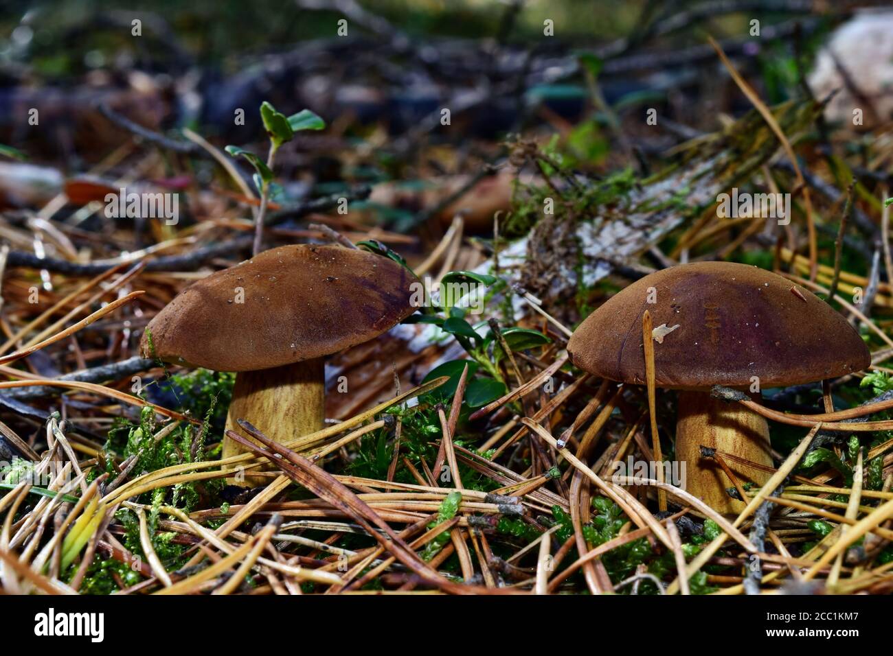 Xerocomus badius mushroom is growing in the forest Stock Photo - Alamy