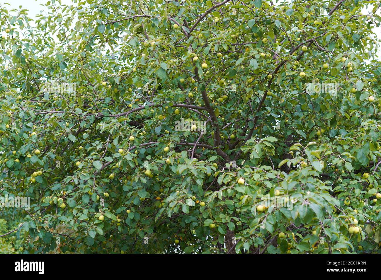 Wild apple tree hi-res stock photography and images - Alamy