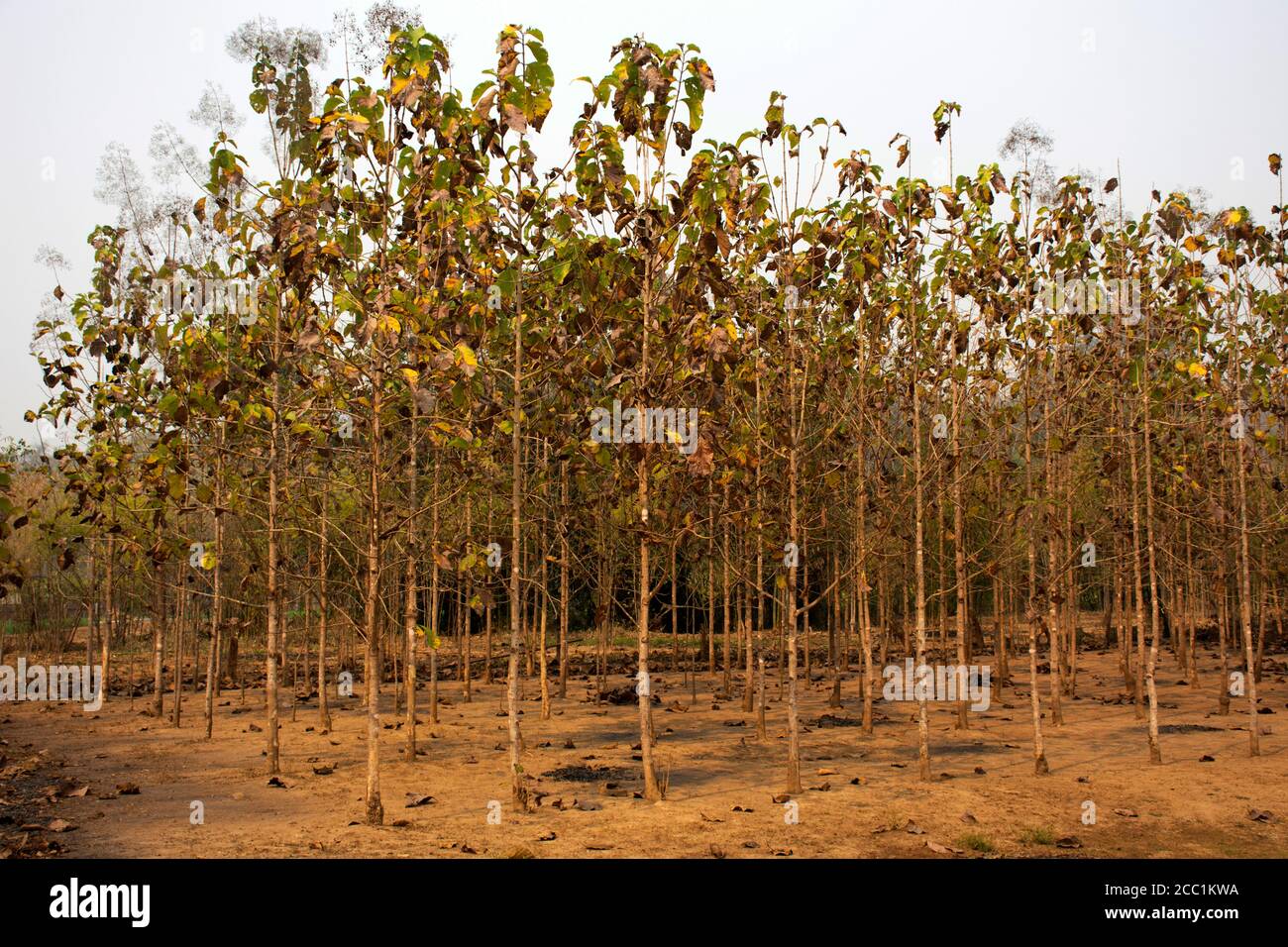 Thai people cultivate forest garden park teak tree in Su Tong Pae ...