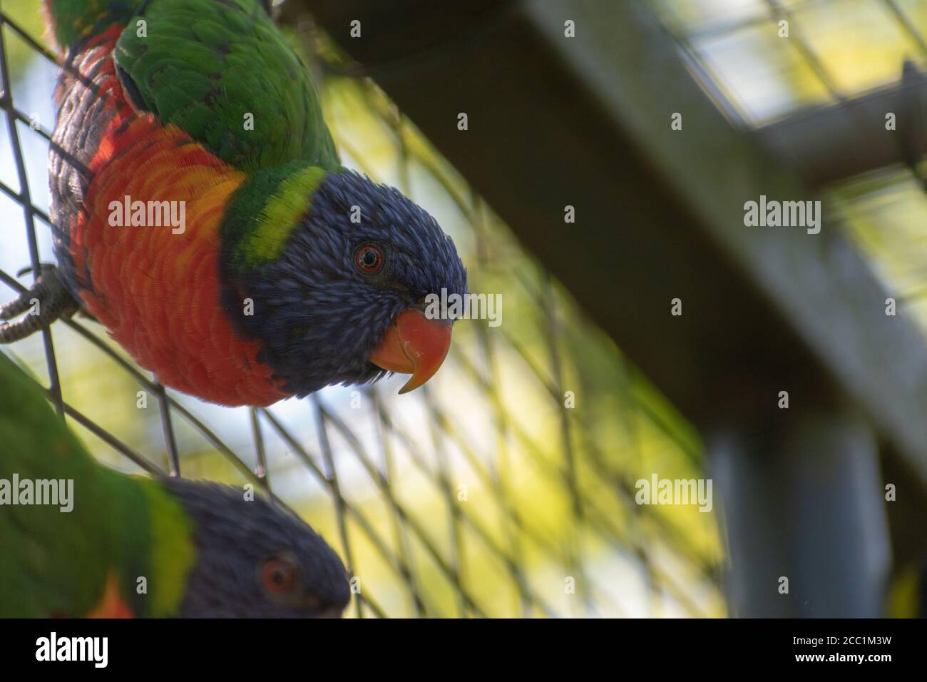 Closeup of a colorful lorikeet bird in a cage outdoors during daylight ...