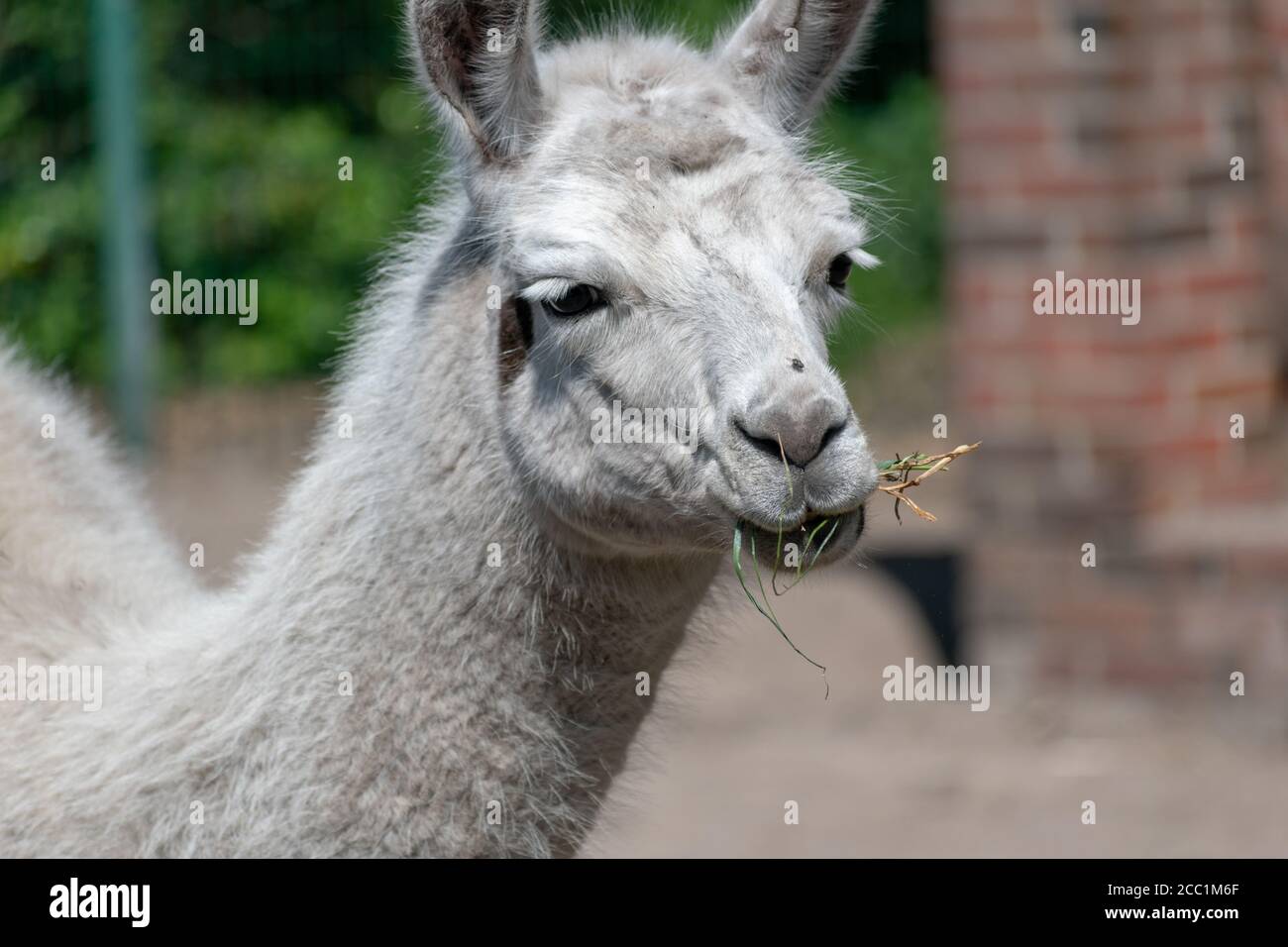 Closeup of a white llama chewing grass in a zoo during daylight Stock ...