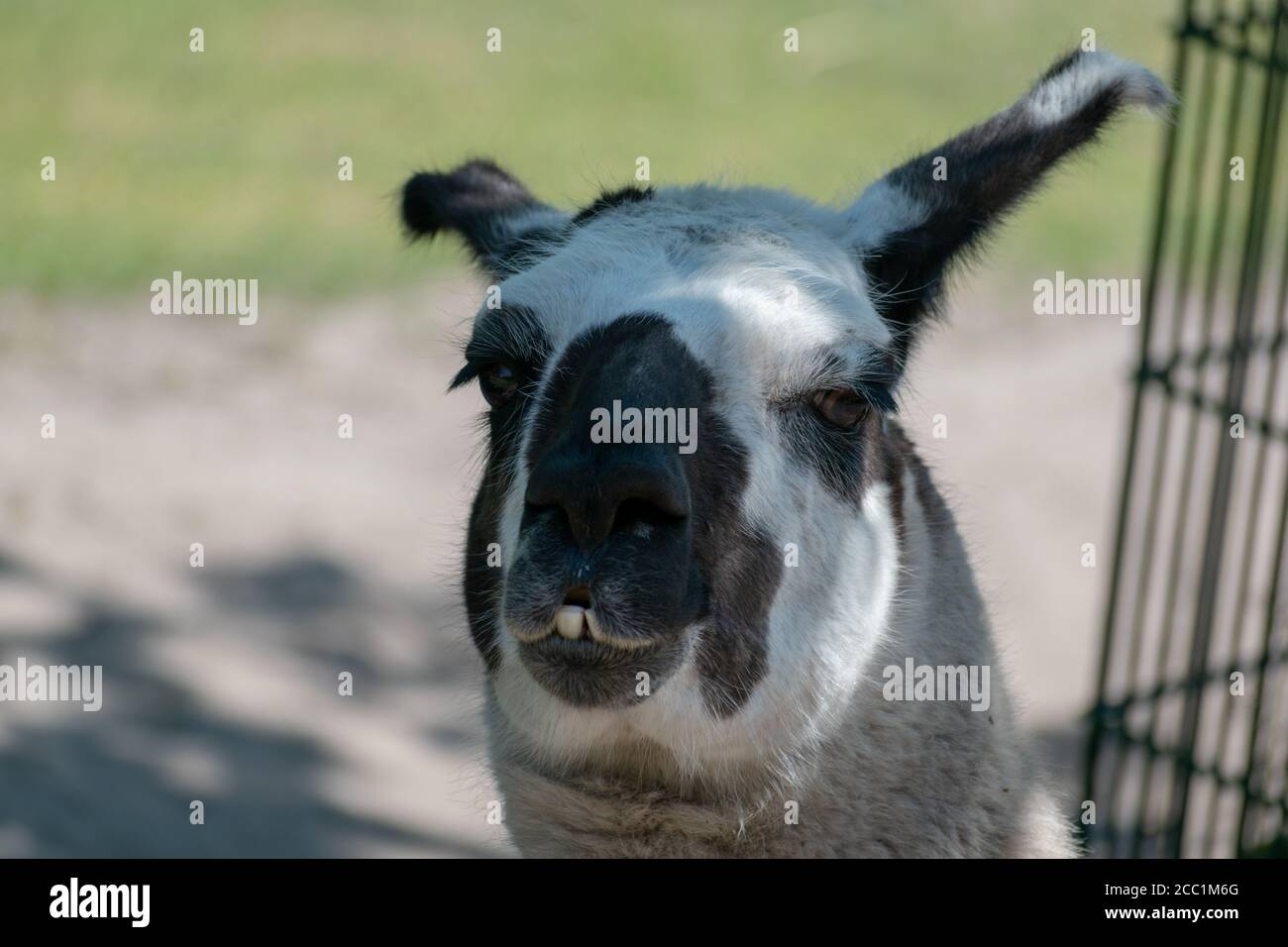 Closeup of a llama's head in a zoo during daylight Stock Photo - Alamy
