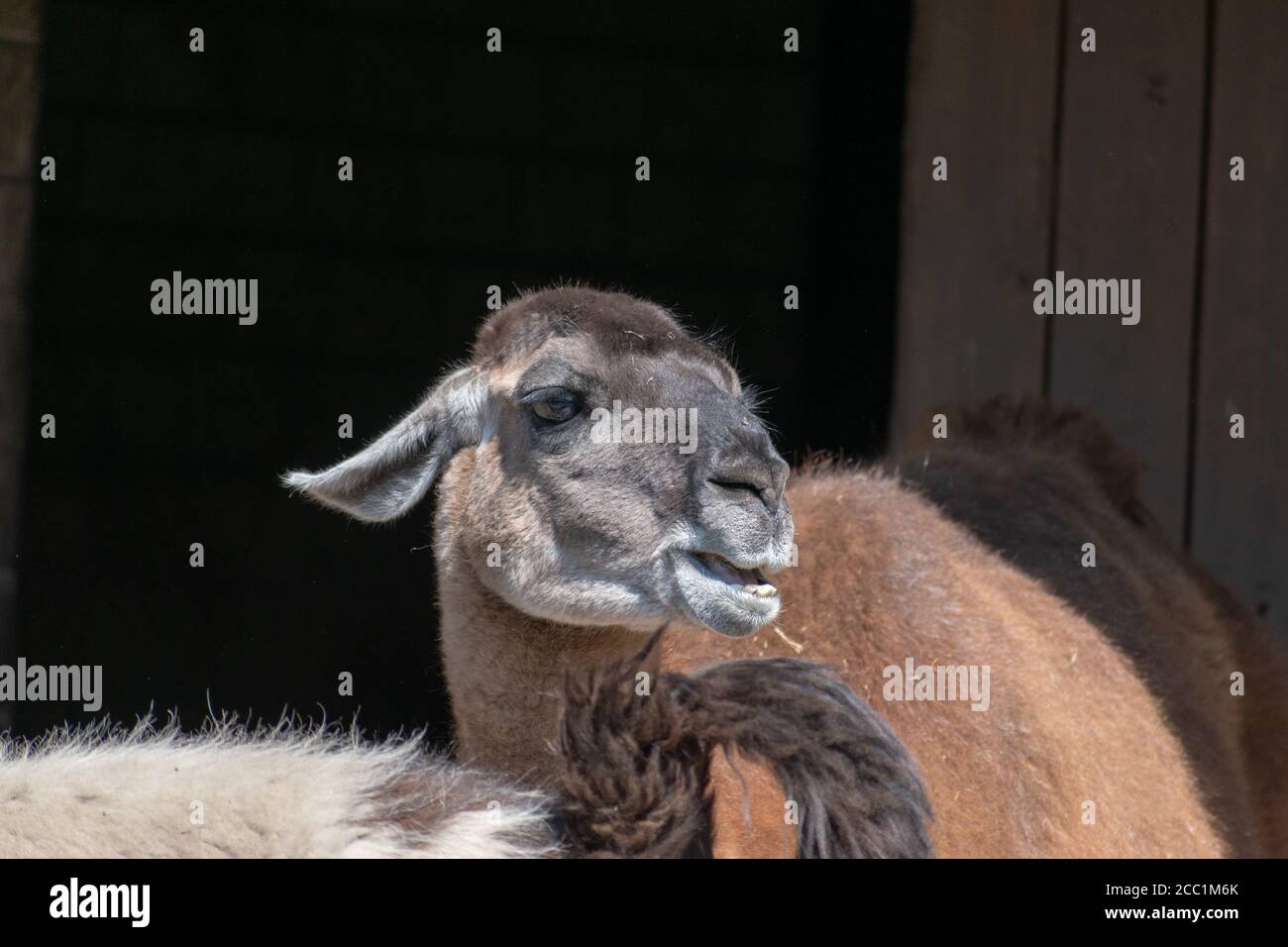 Llama barn hi-res stock photography and images - Alamy