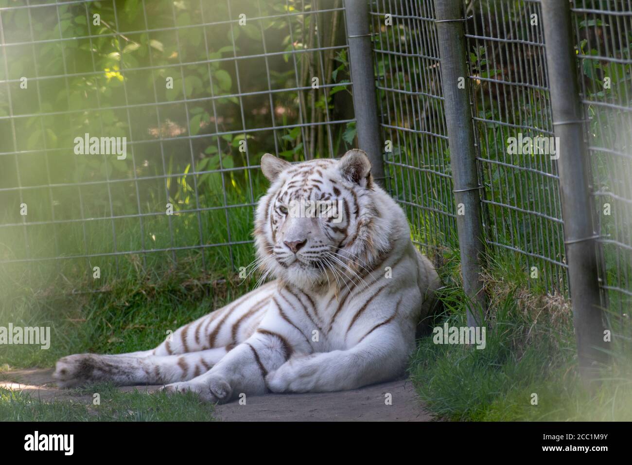 White striped tiger in a zoo Stock Photo - Alamy