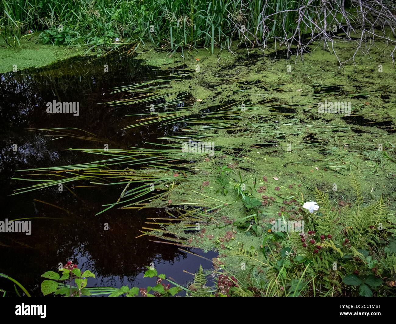 Thick green algae in a Glasgow canal Stock Photo - Alamy