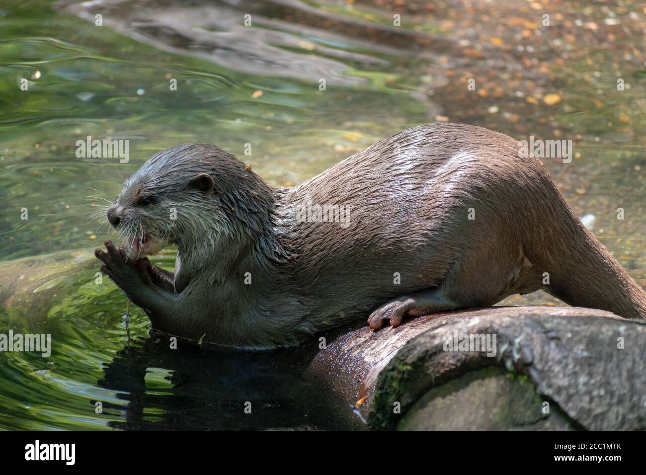 Selective focus shot of a wild otter on river stone Stock Photo - Alamy