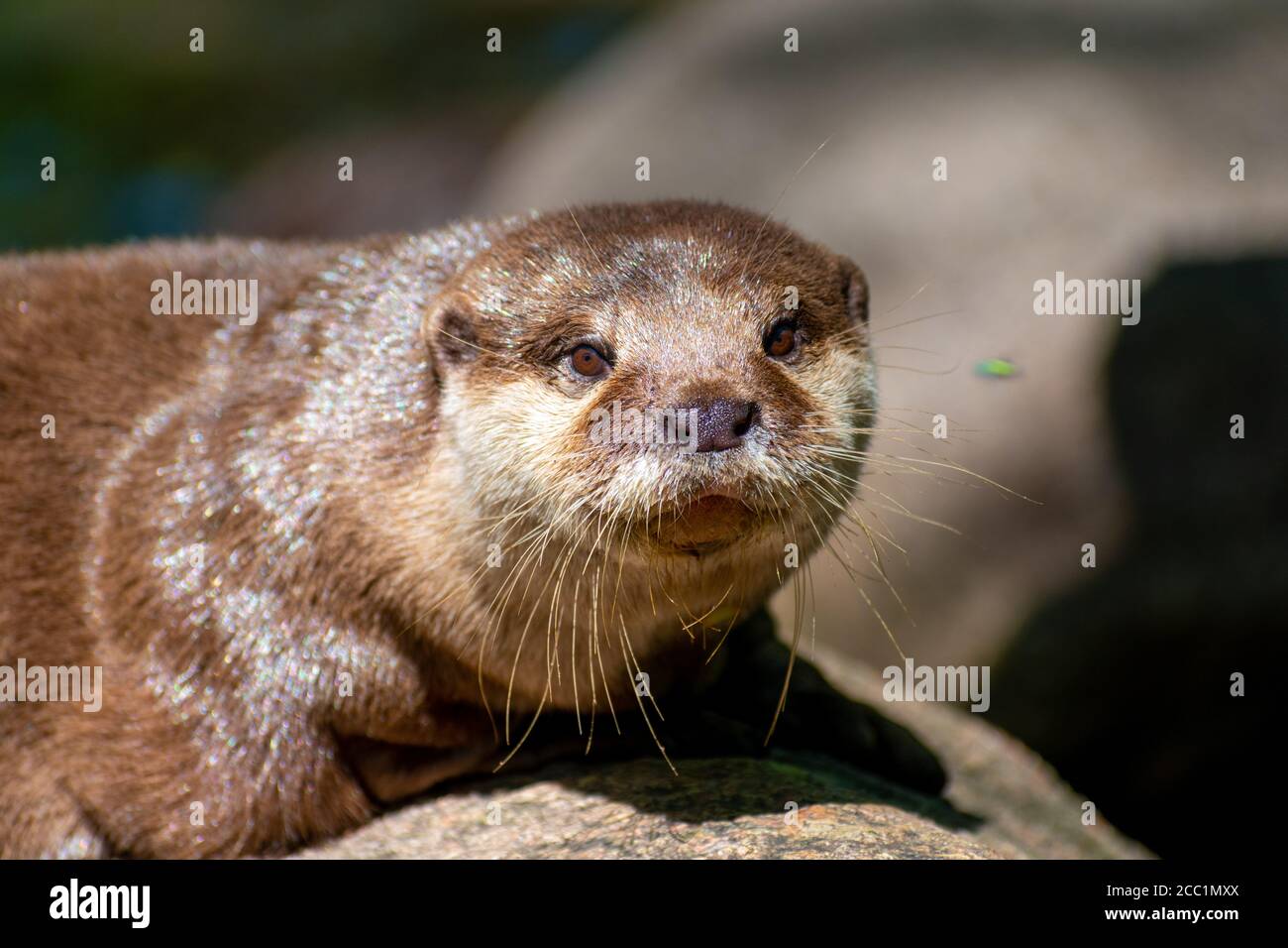 Closeup shot of an otter on a rock searching for a prey Stock Photo - Alamy