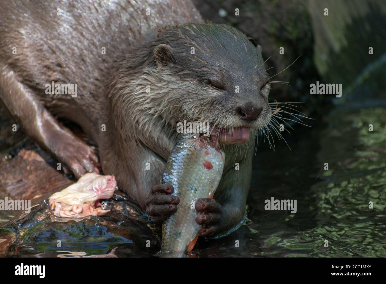 Closeup shot of an otter in the river catches a fish Stock Photo - Alamy