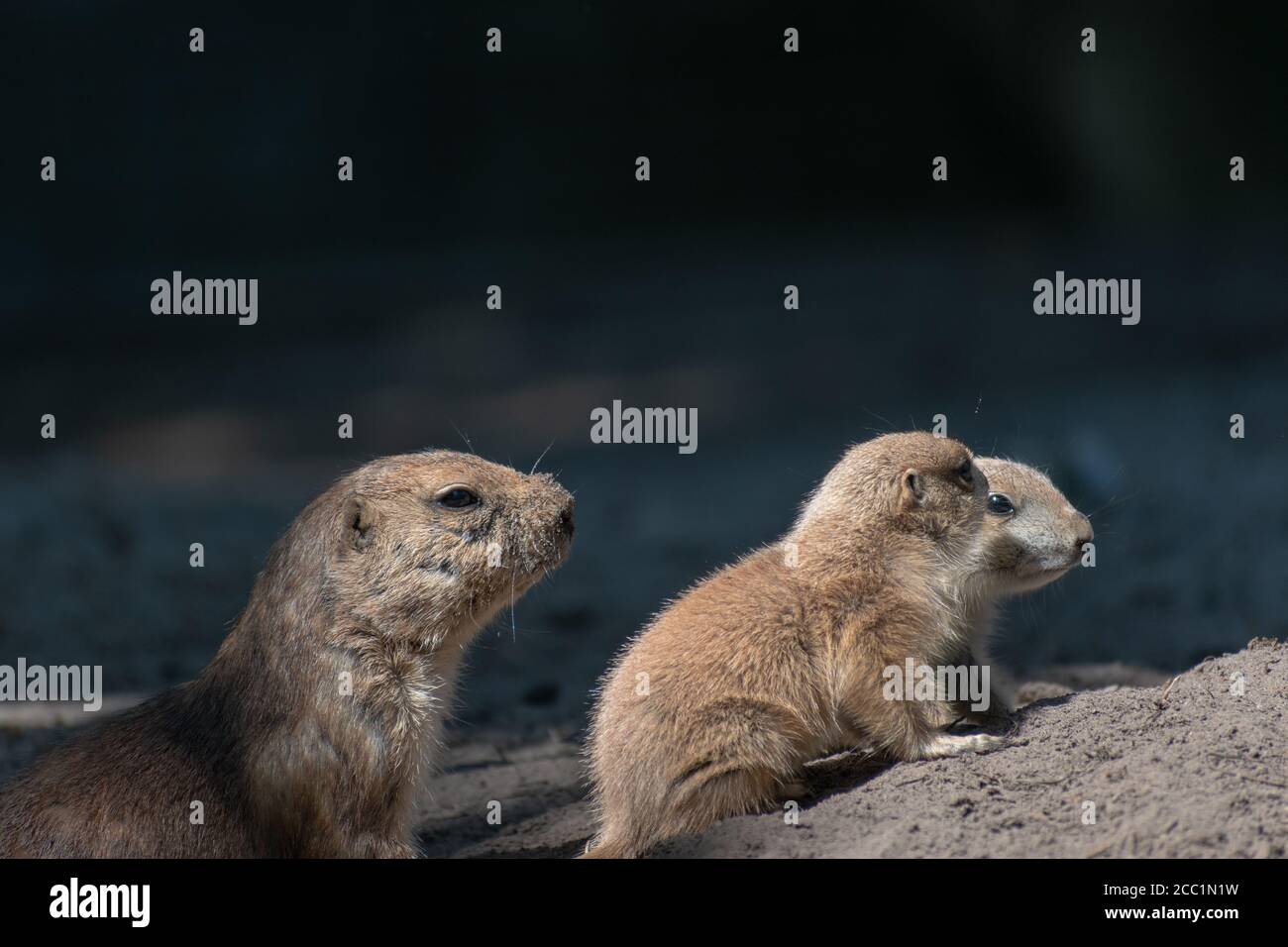 Closeup of small cute prairie dogs on the dry ground during daylight ...