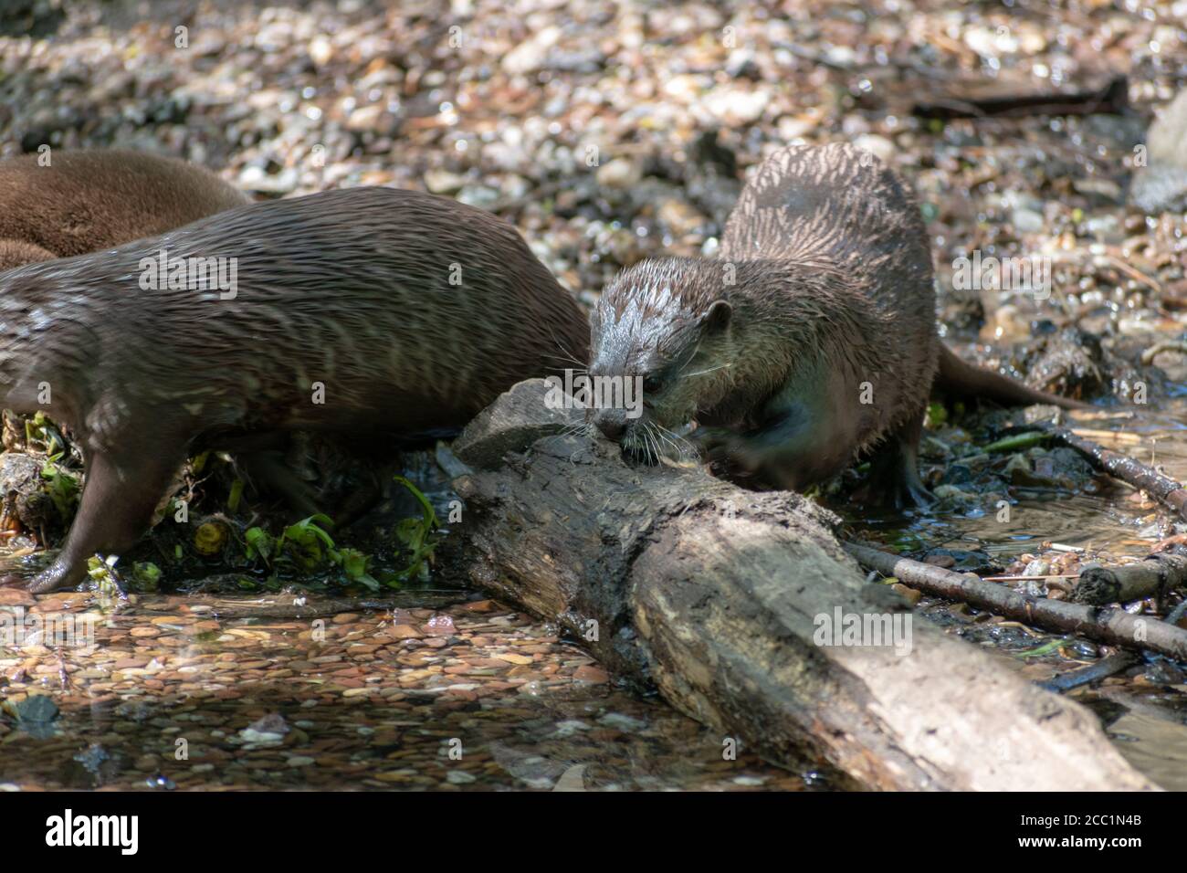 Closeup of cute otters on dry land during daylight Stock Photo - Alamy