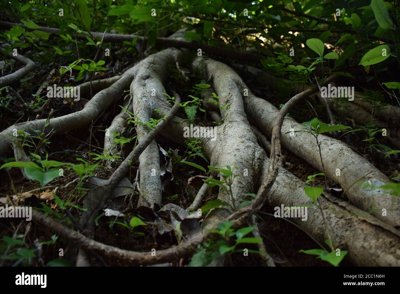 Long tree roots in a forest Stock Photo - Alamy