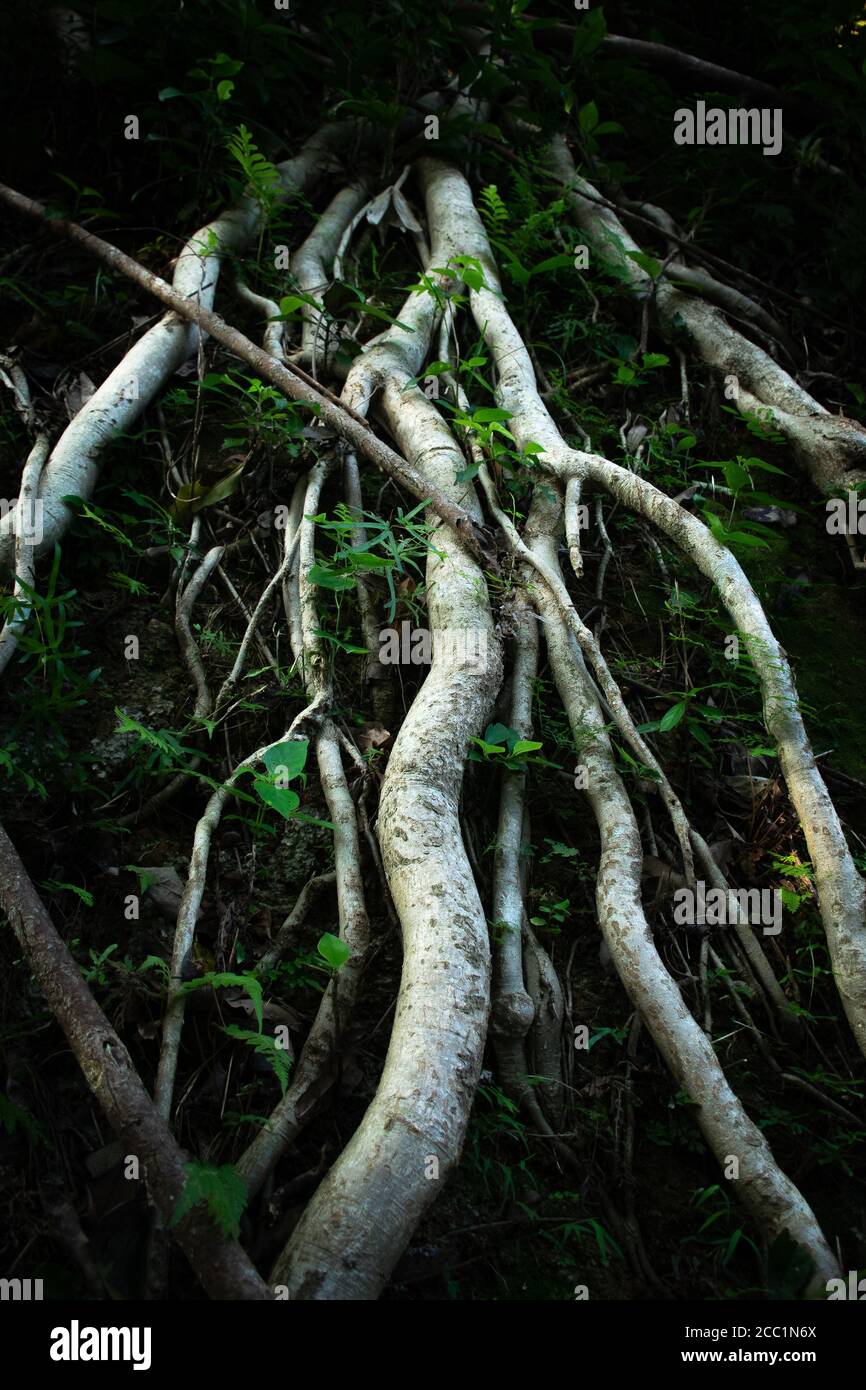 Long tree roots in a forest Stock Photo - Alamy