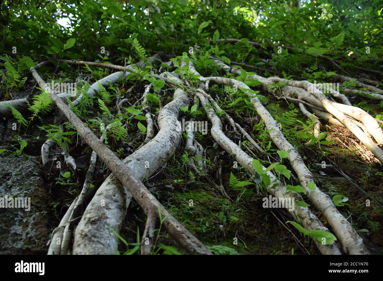 Tree with long root hi-res stock photography and images - Alamy