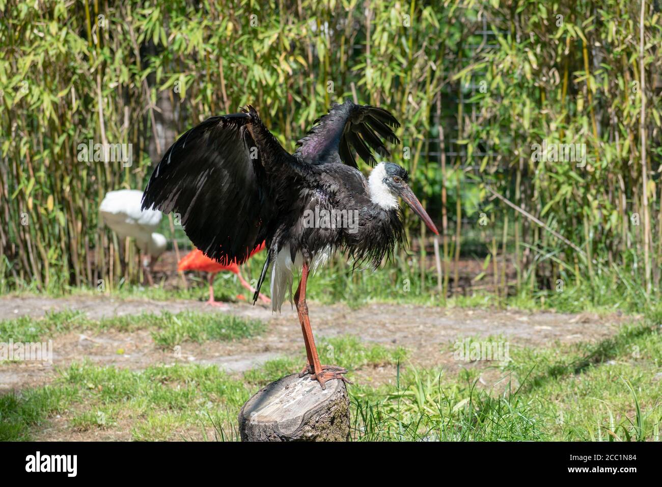 Selective focus shot of a white-necked stork in nature Stock Photo - Alamy