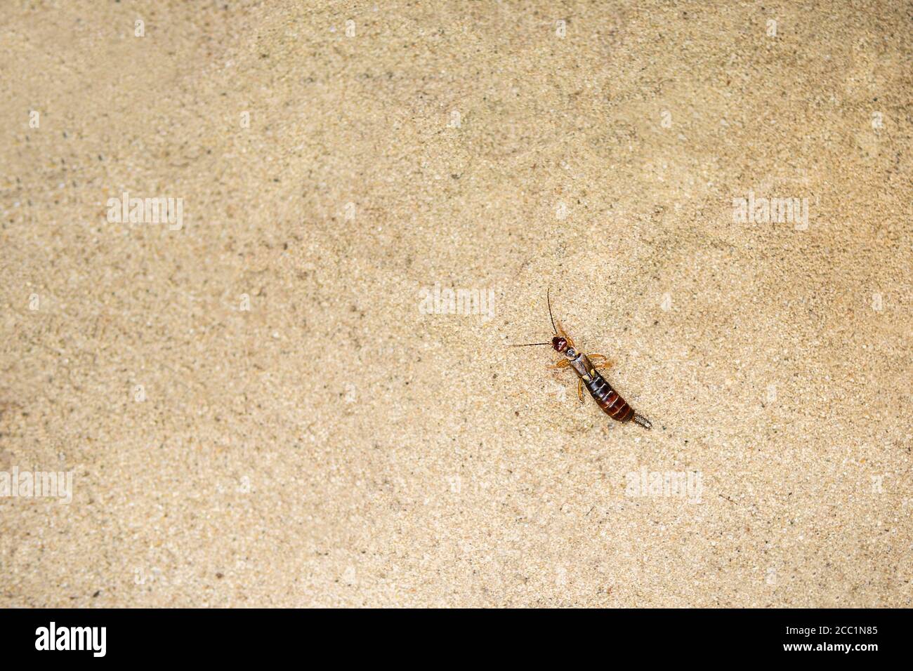 insect forficula auricularia crawls on yellow sand Stock Photo - Alamy