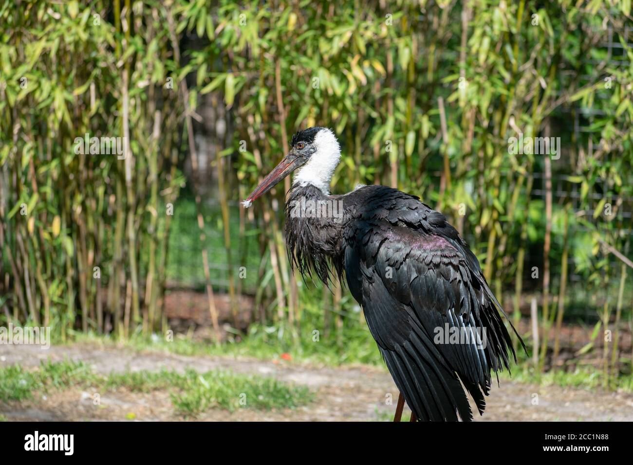 Selective focus shot of a white-necked stork in nature Stock Photo - Alamy