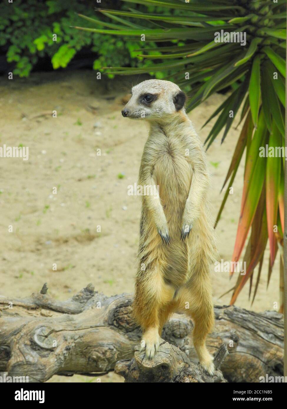 Suricata (Suricata Suricatta) standing near his habitat enclosure ...
