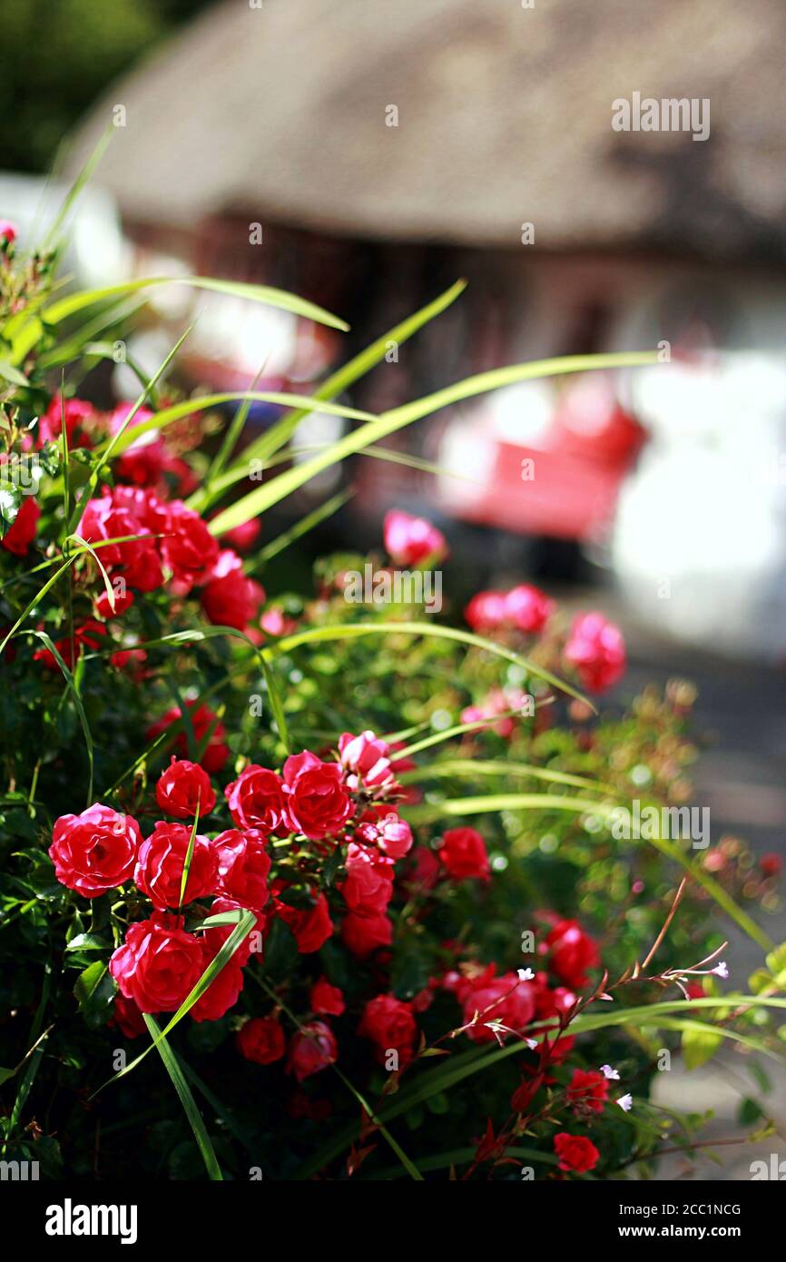 Irish Cottage Garden High Resolution Stock Photography and Images - Alamy
