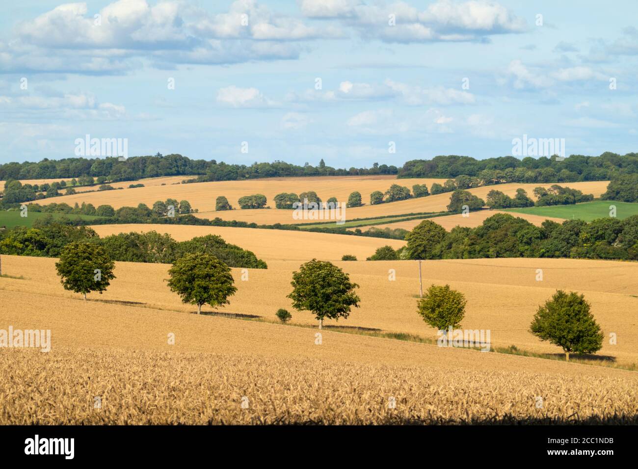 View over golden wheat fields dotted with trees, East Garston, West ...