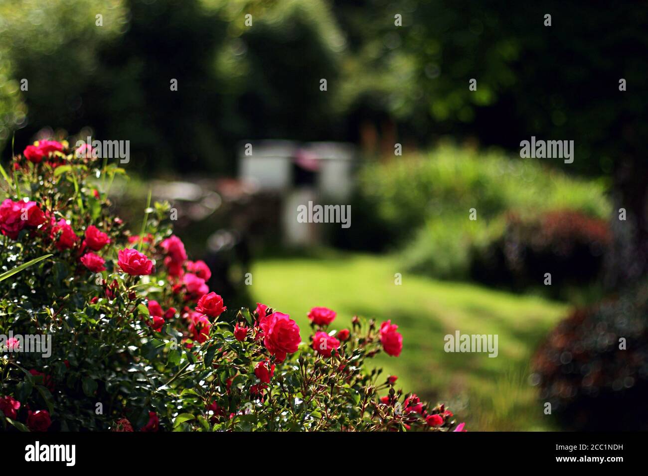 Irish Cottage Garden High Resolution Stock Photography and Images - Alamy