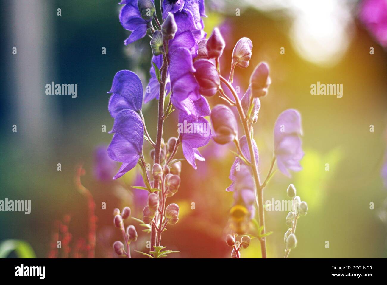 Irish cottage garden hi-res stock photography and images - Alamy