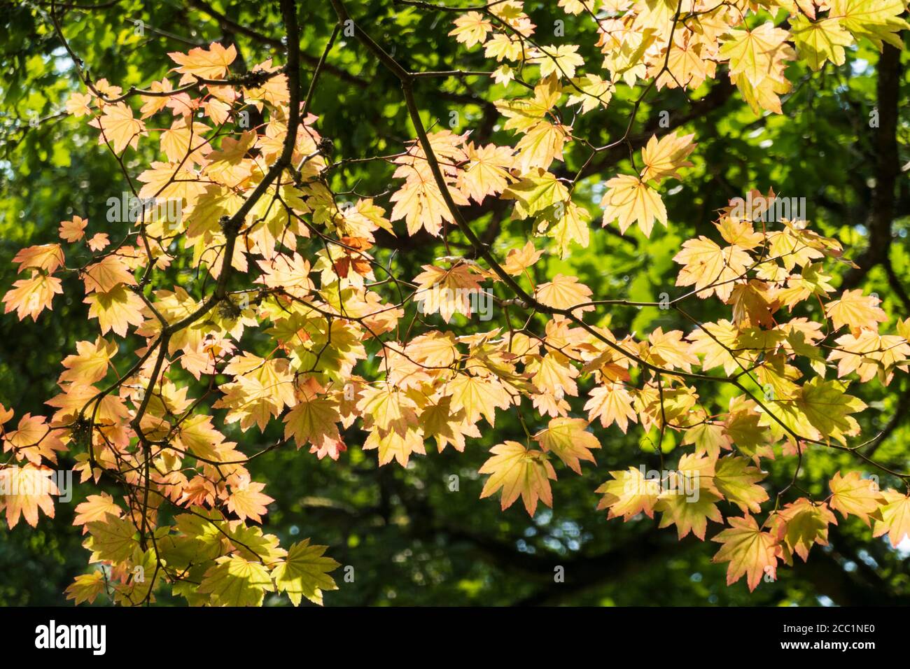 English maple tree hi-res stock photography and images - Alamy