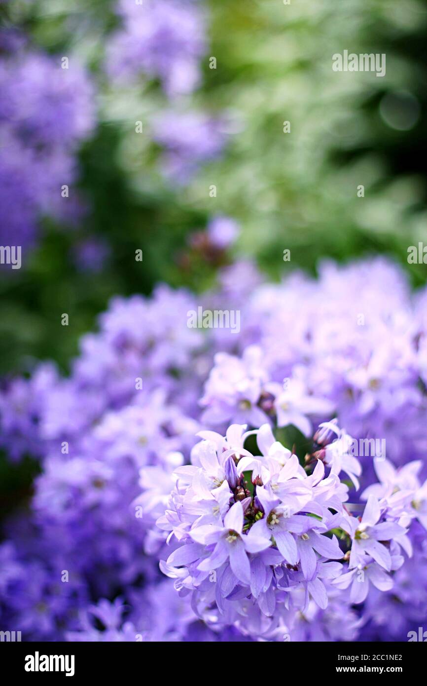 Irish cottage garden hi-res stock photography and images - Alamy