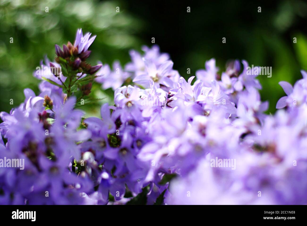 blue coloured summer Irish flowers from the cottage garden, close up ...