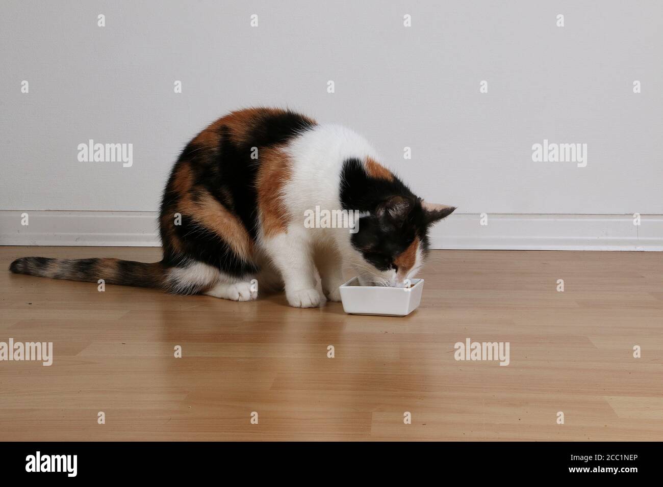 Calico cat eating food hi-res stock photography and images - Alamy