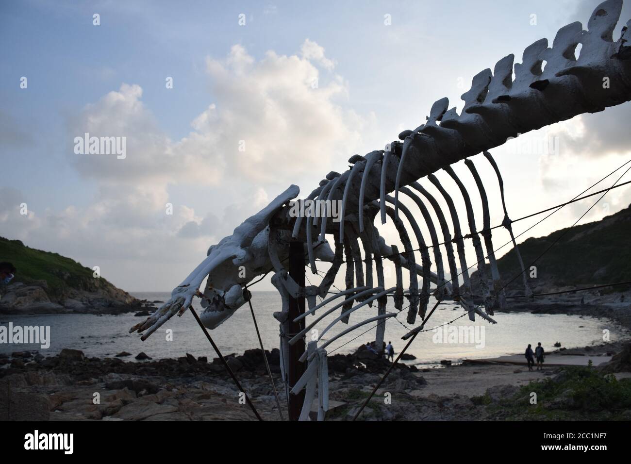 Fossil skeleton prehistoric fish hi-res stock photography and images ...