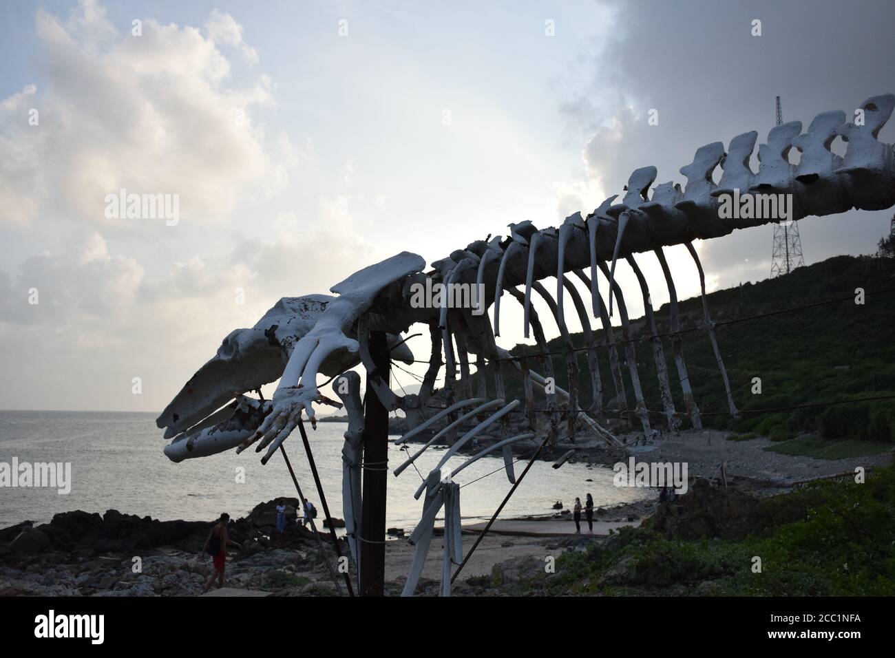 Giant whale skeleton hi-res stock photography and images - Alamy