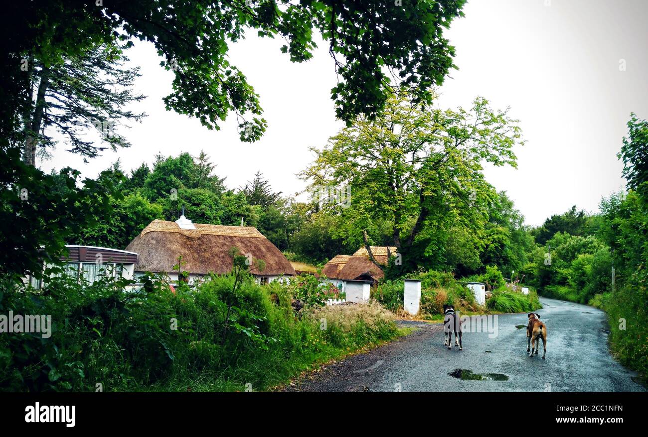 Irish Cottage Garden High Resolution Stock Photography and Images - Alamy
