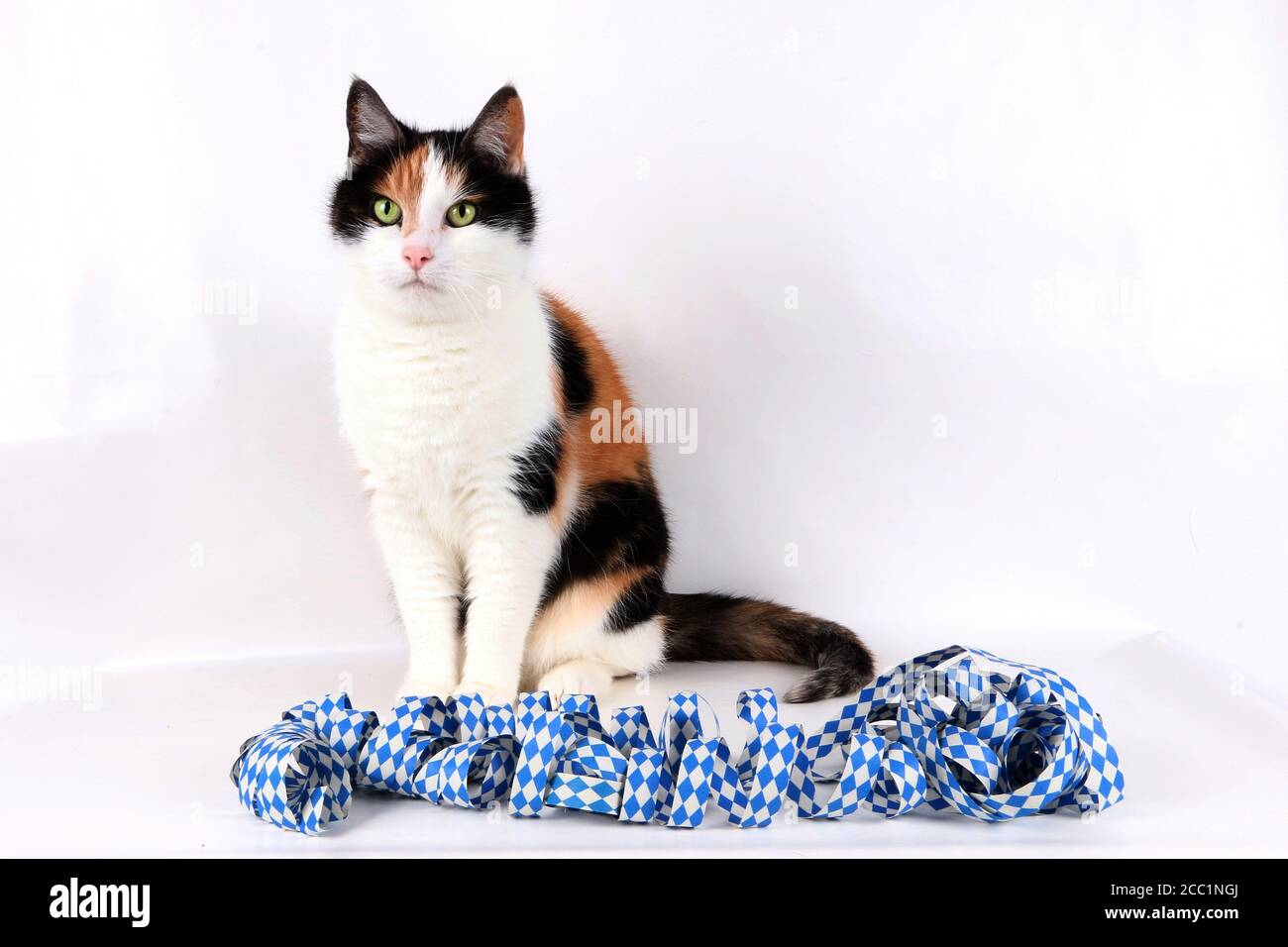 Isolated closeup shot of a calico cat with a colorful ribbon Stock ...