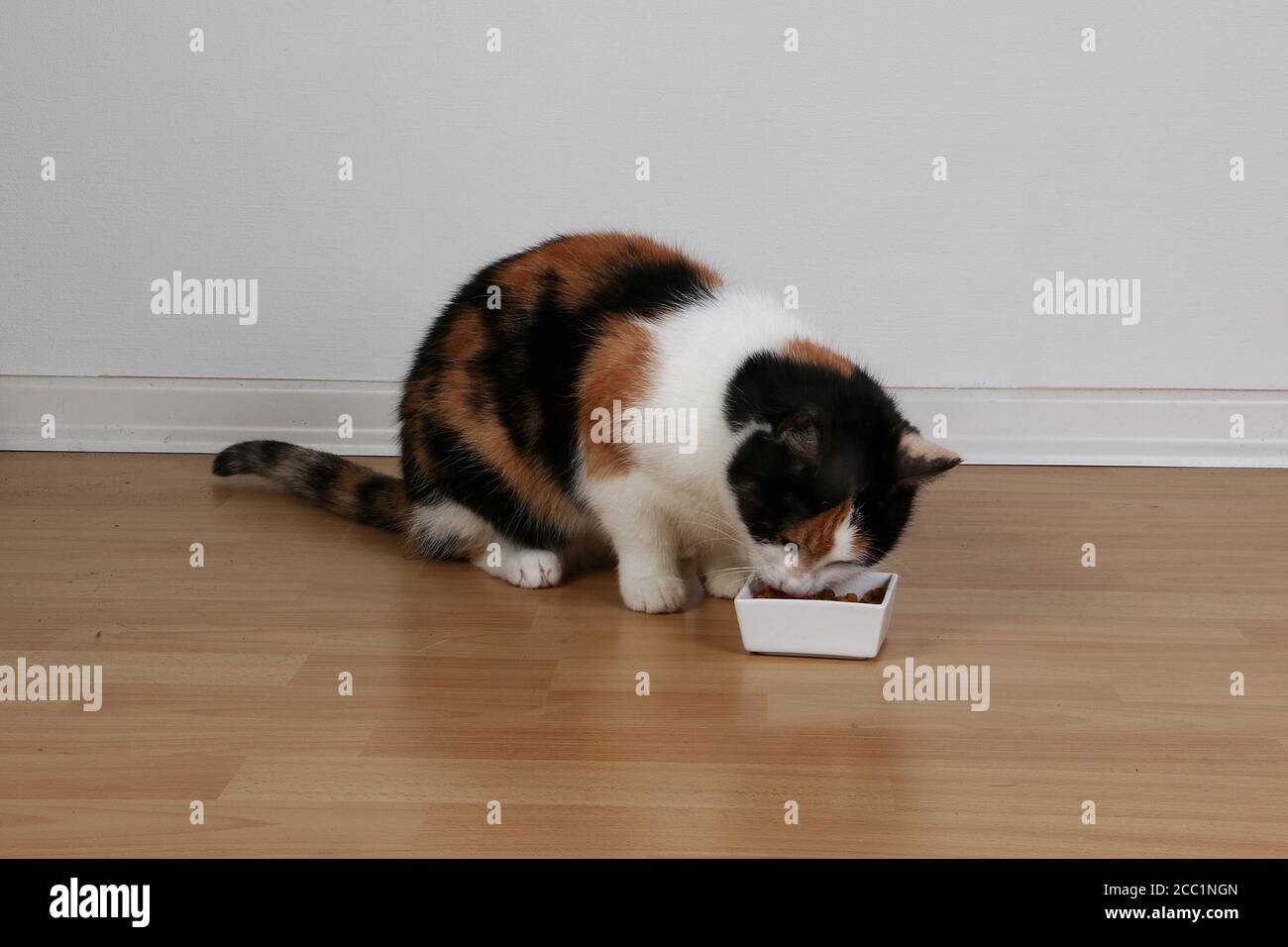Calico cat eating food hi-res stock photography and images - Alamy