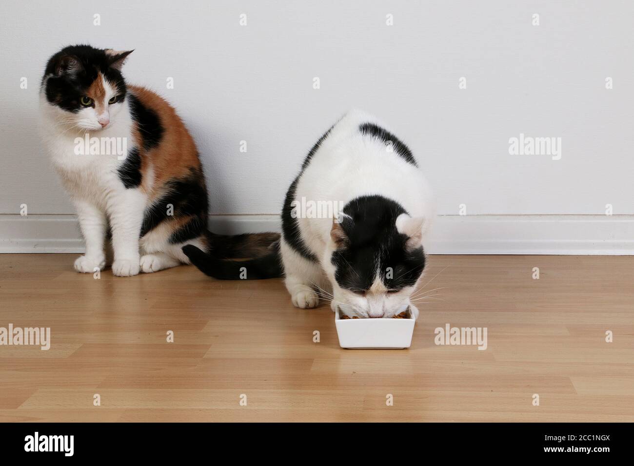 Closeup shot of two cats eating food at home Stock Photo - Alamy