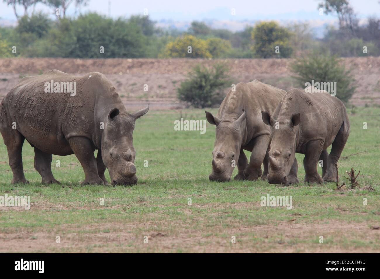 South Africa. 08th Feb, 2019. White rhinos go to the private rhino ...
