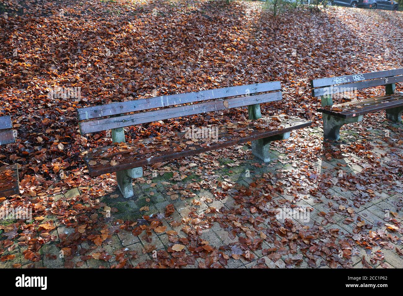 High angle shot of wooden benches at a park covered with autumn foliage ...
