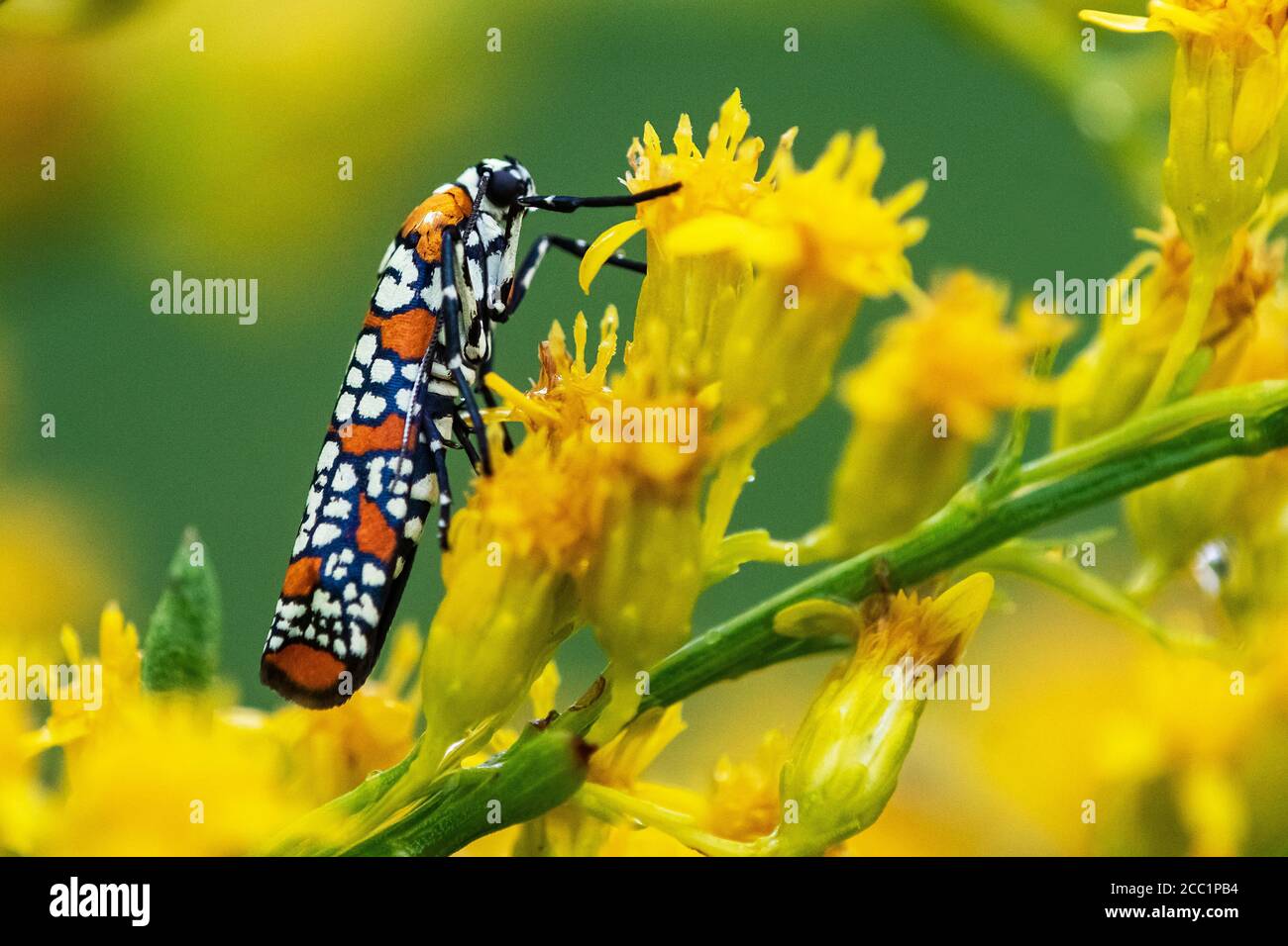 Worm insects hi-res stock photography and images - Alamy