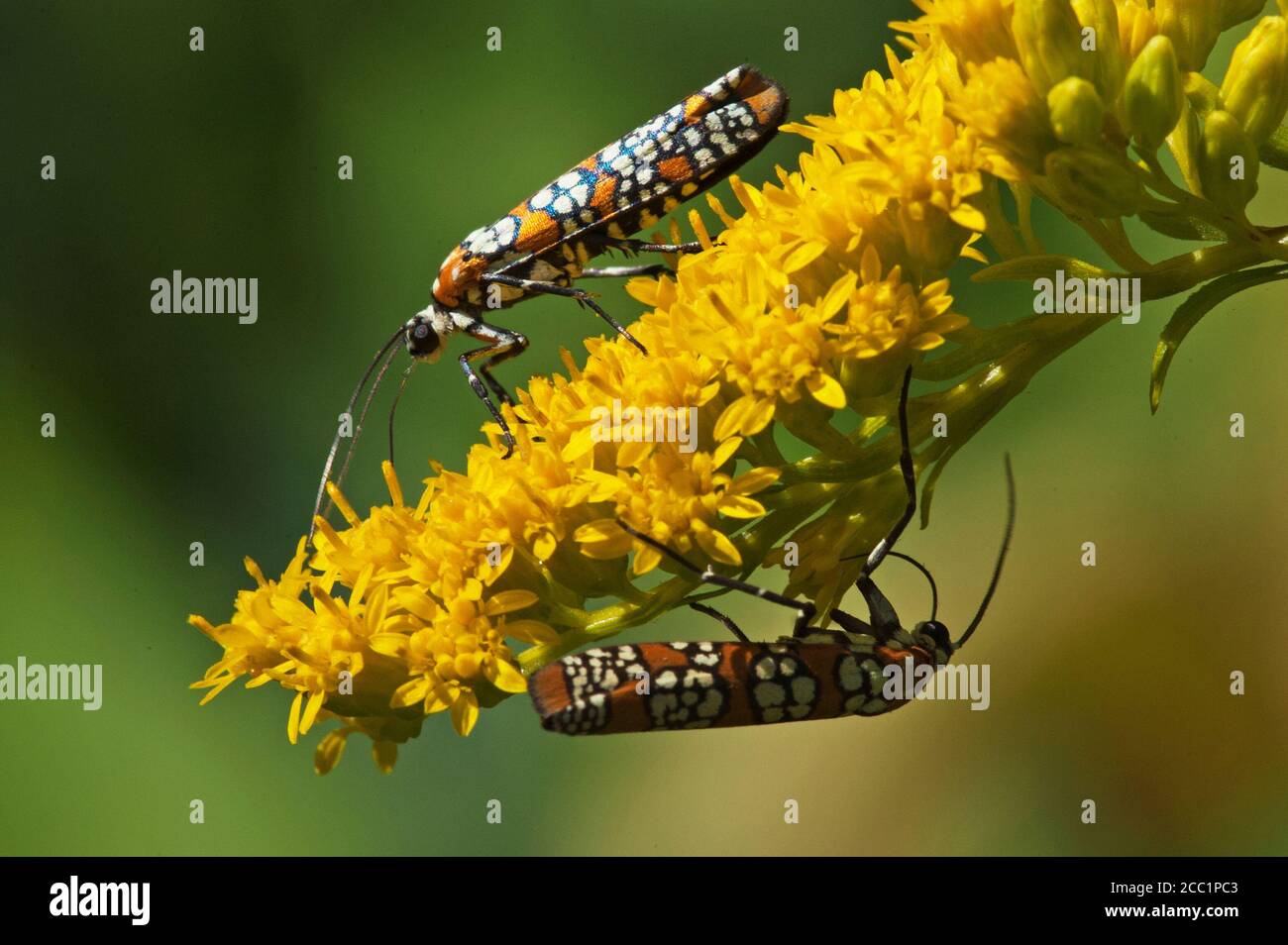 Worm insects hi-res stock photography and images - Alamy