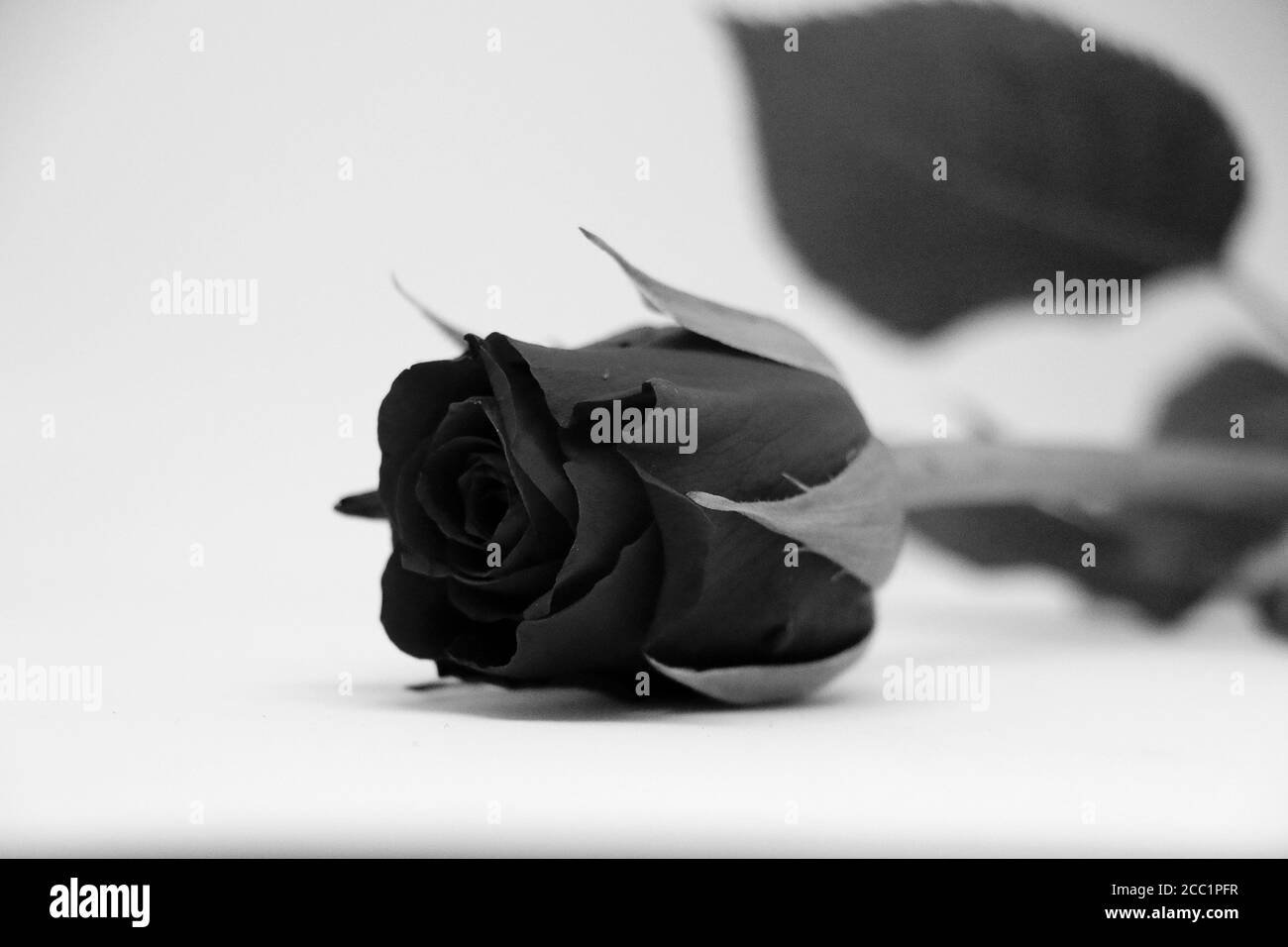 Grayscale shot of a rose on a monochrome background Stock Photo - Alamy