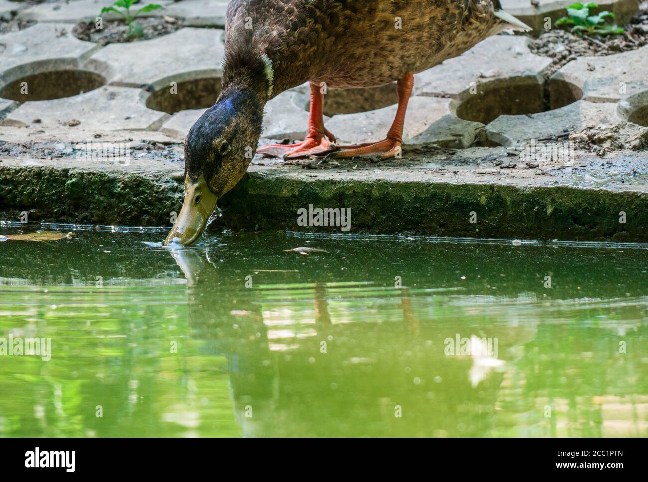 Drinking water from surface of pond hi-res stock photography and images ...