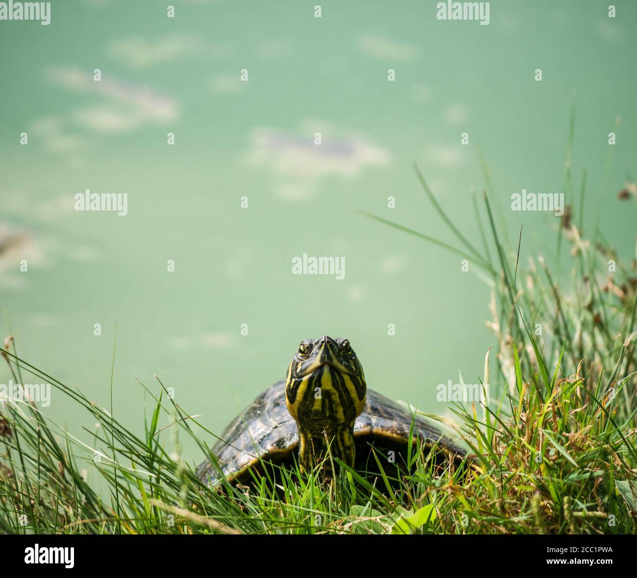 The European pond turtle (Emys orbicularis)through green grass, in a ...
